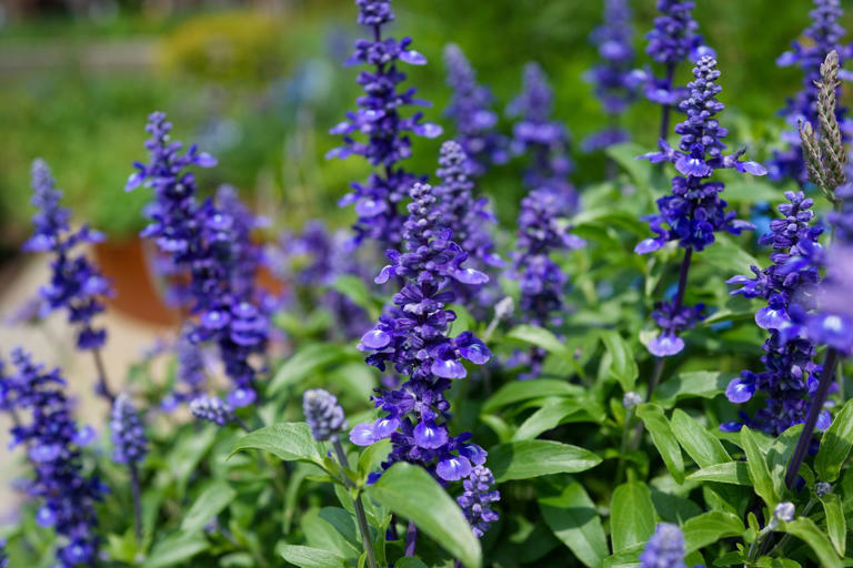 8 flowers to deadhead in July for more blooms all summer
