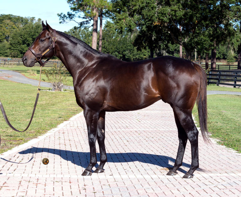 First mare confirmed in foal to Florida stallion Gulfport