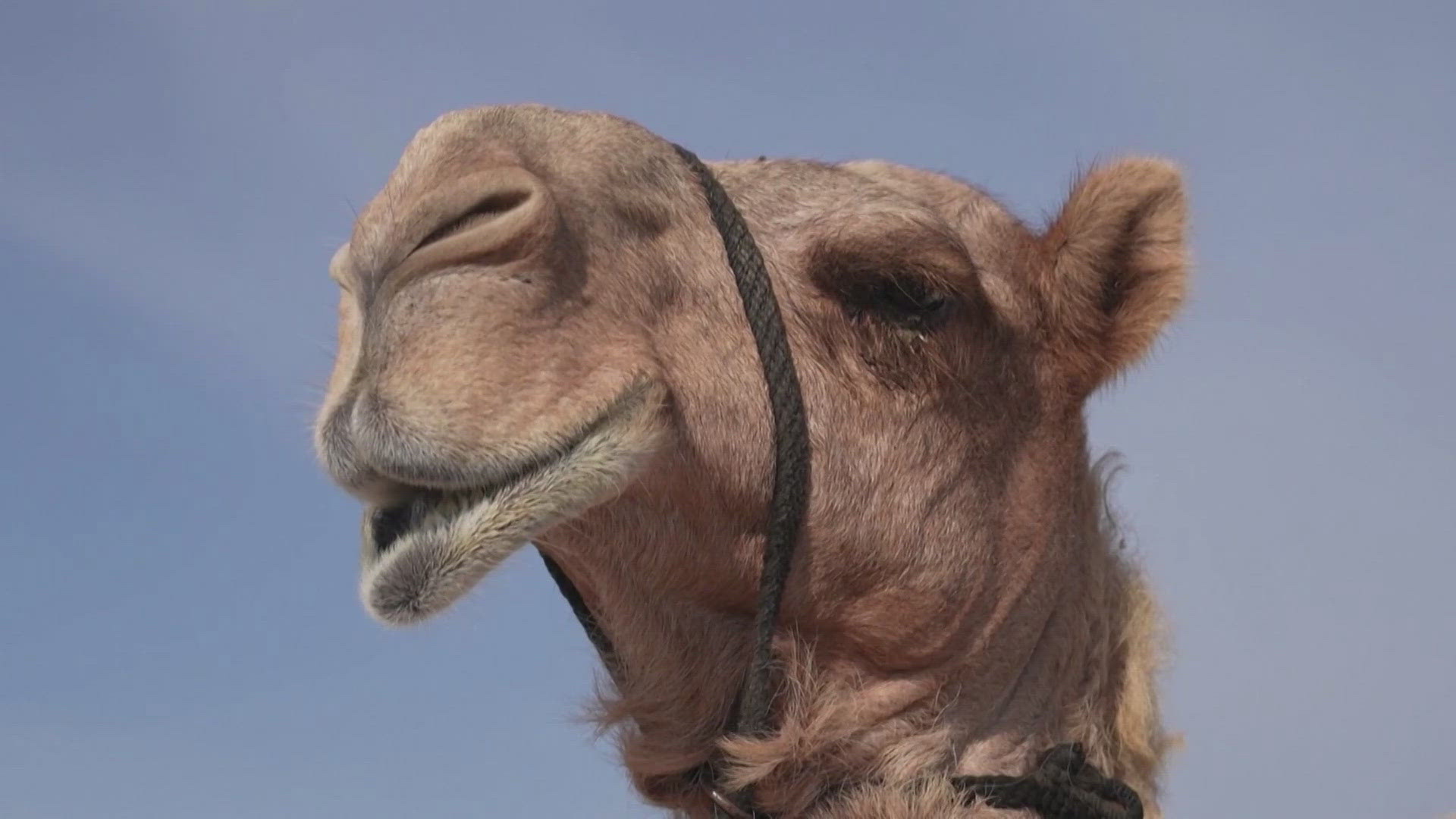 Camels disqualified from beauty pageant after judges discover they were ...