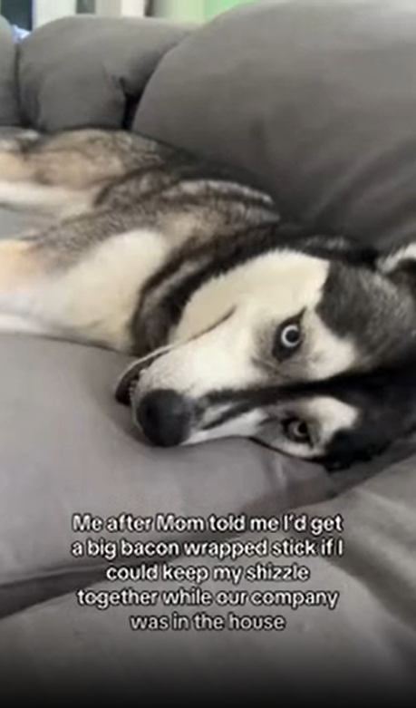 My husky barely holding it together: real life husky behavior