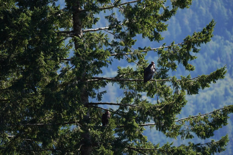 Endangered condors nesting on California tribal land for first time in ...