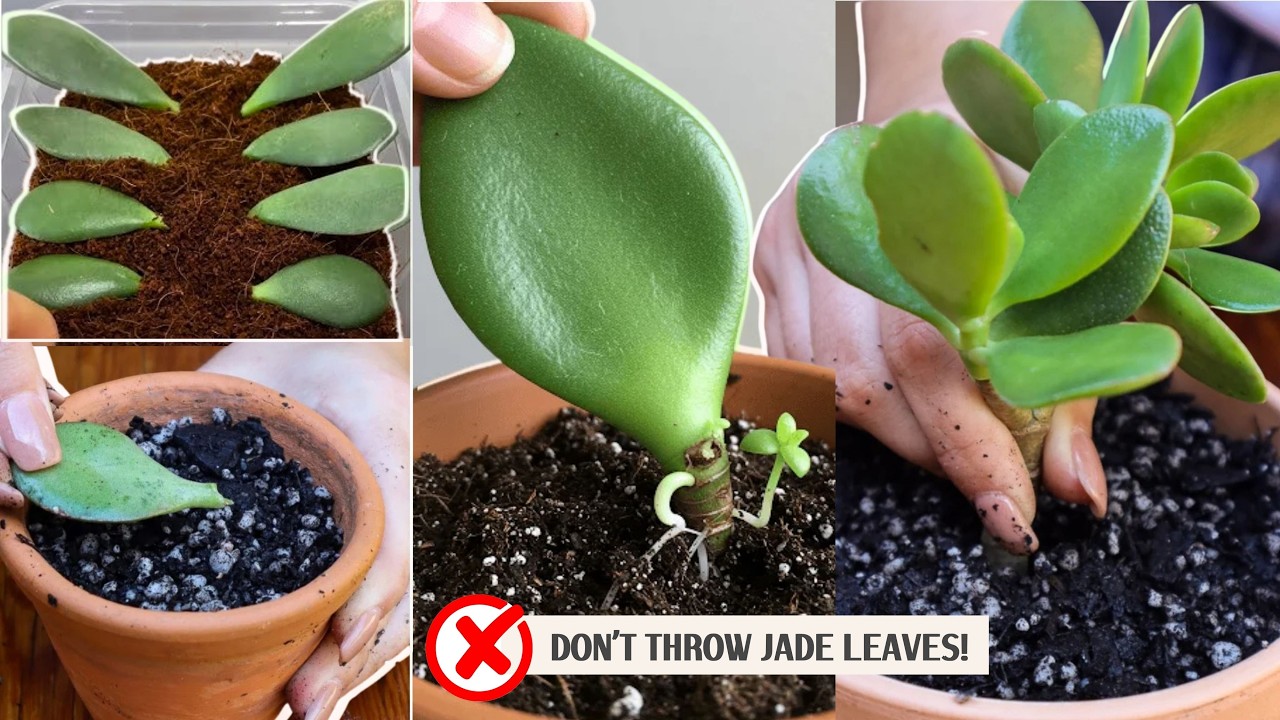 How to propagate jade plants from one leaf easily
