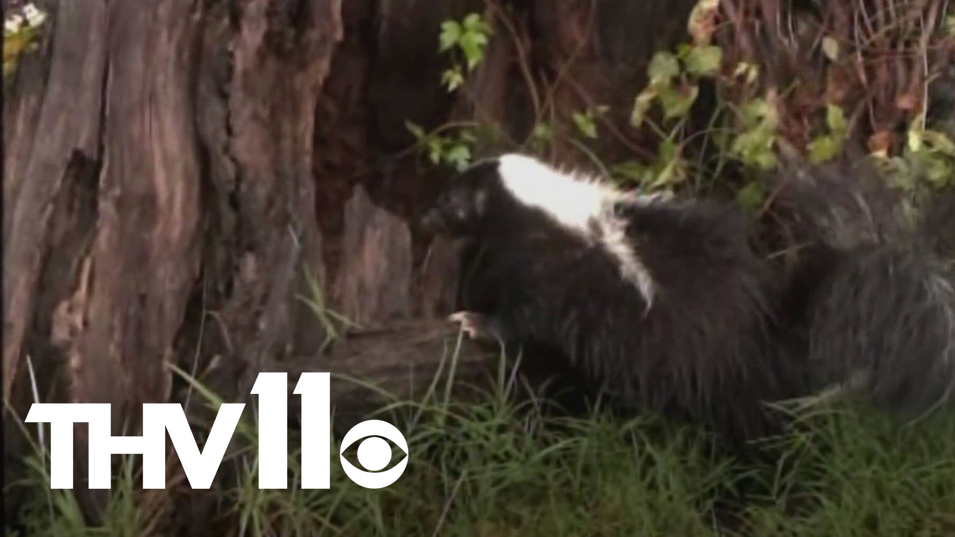 Here's why you're seeing more skunks right now in Arkansas