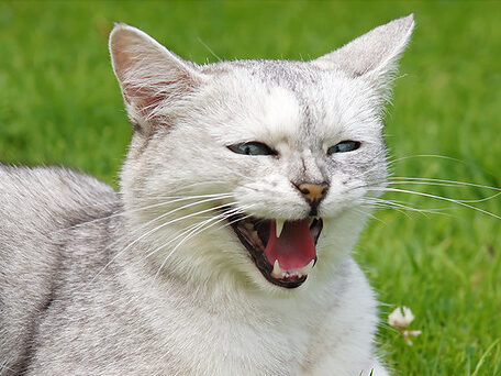 15 signs your cat might secretly dislike you