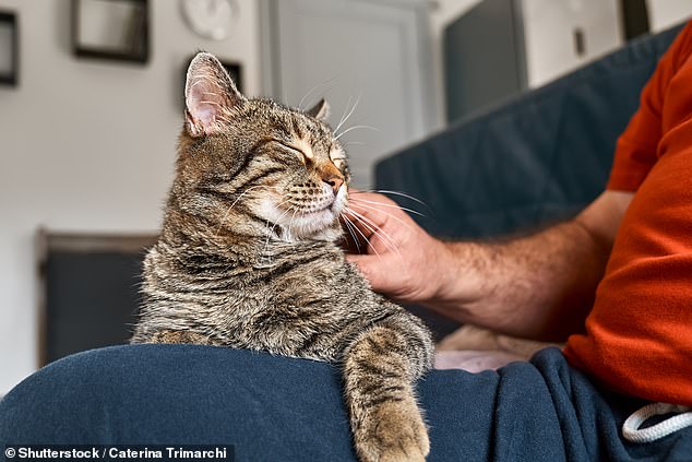 Cats turn their noses up at being helpful with humans and this is why ...