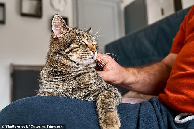 Cats turn their noses up at being helpful with humans and this is why ...