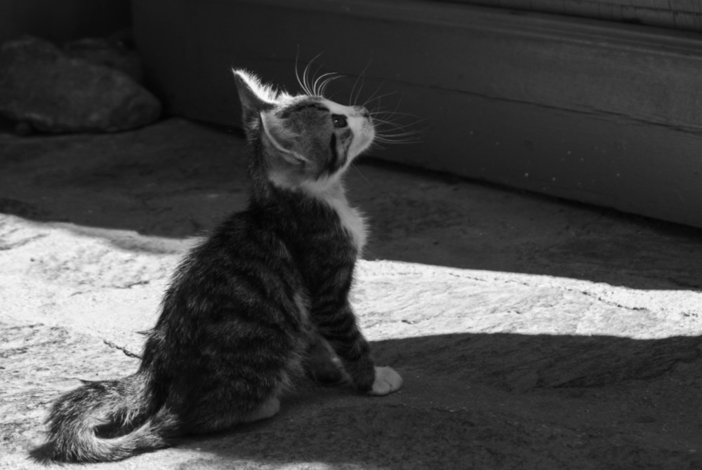 Man gets 22 months' jail for kicking kitten to death
