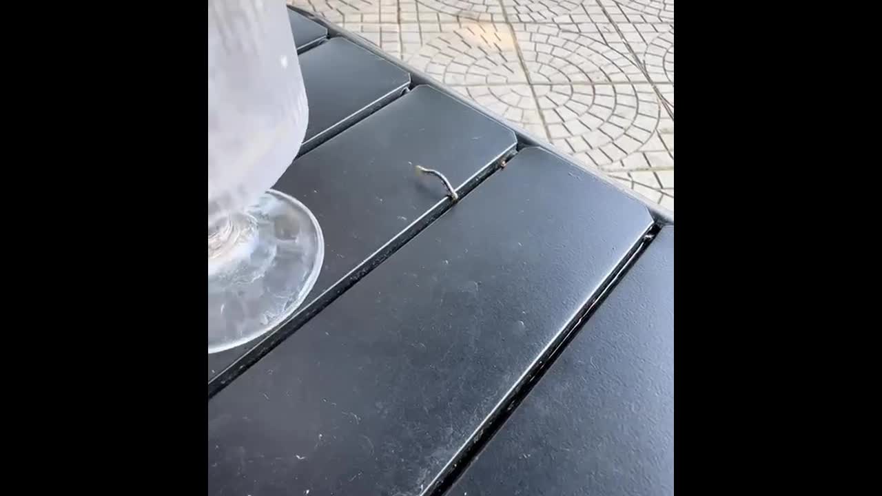 Funny gecko miscalculation ends in unexpected fall in Vietnam