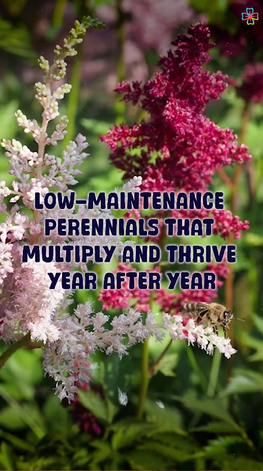 Garden perennials that return stronger each season