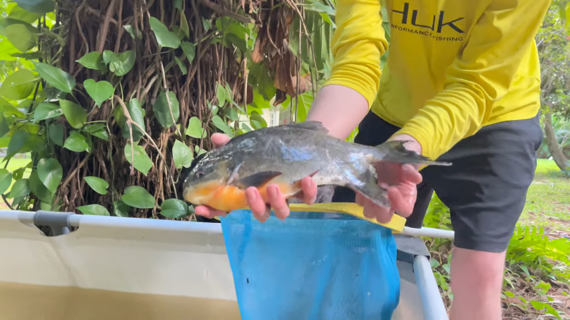 This is what happens when we randomly catch a wild pacu