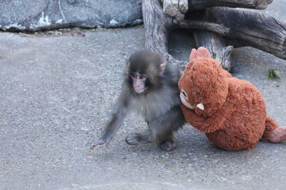 Punch the monkey has just learned this adorable trick - and people can ...