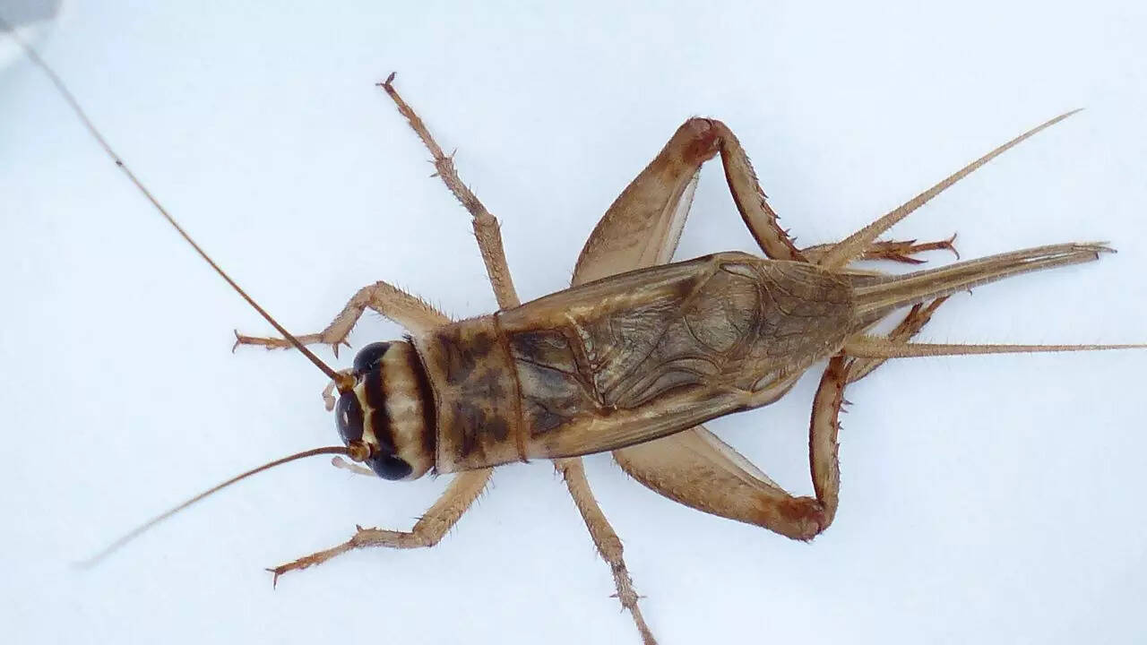 Can crickets really tell the temperature? Here’s what 127-year-old ...