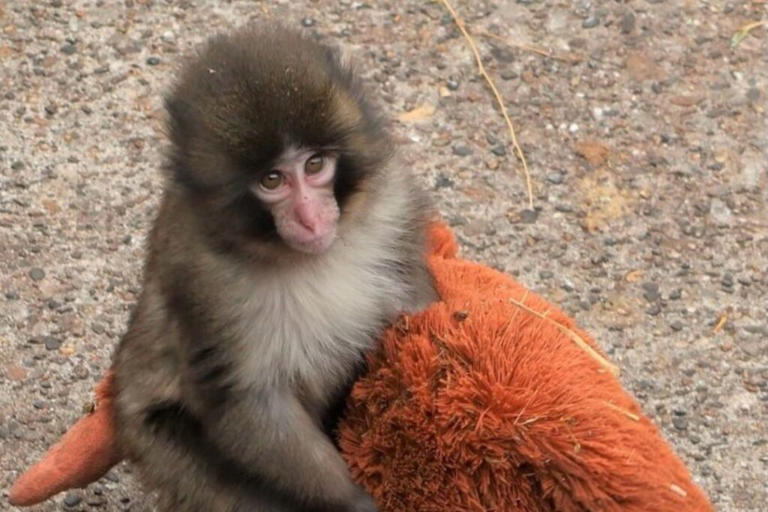 Viral baby monkey punch is now a video game where you fight bullies
