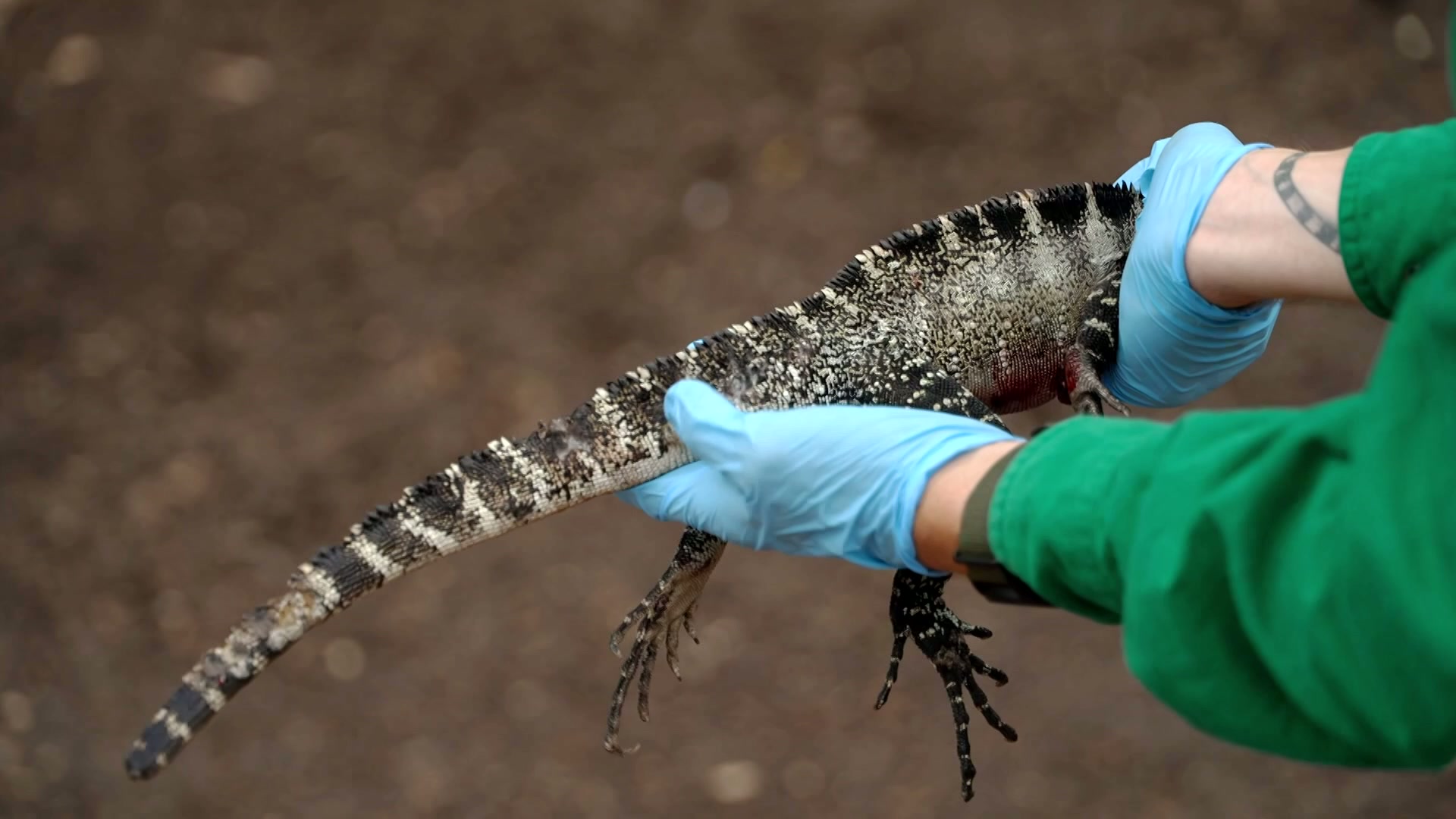 Concerns over little-known fungal pathogen impacting water dragons