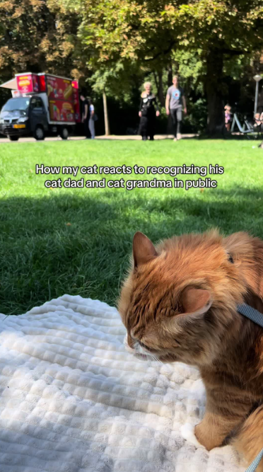 Cat dad moments that show true pet love