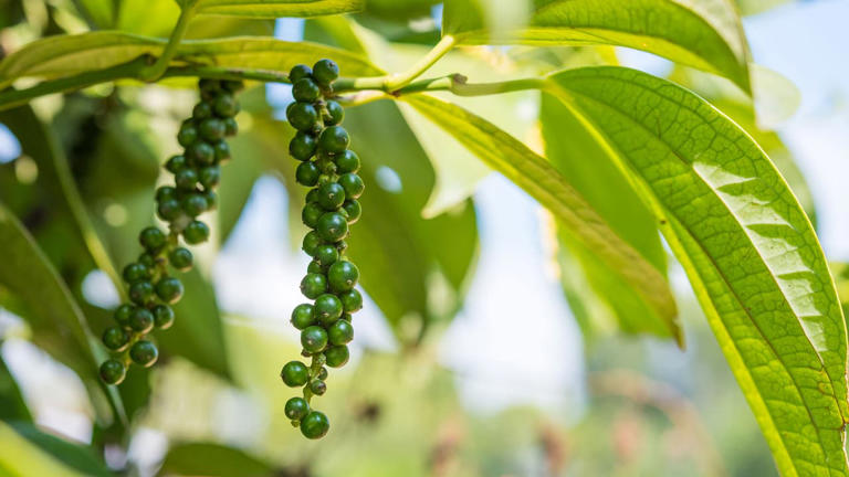 Kitchen gardening: How to grow black pepper plant at home