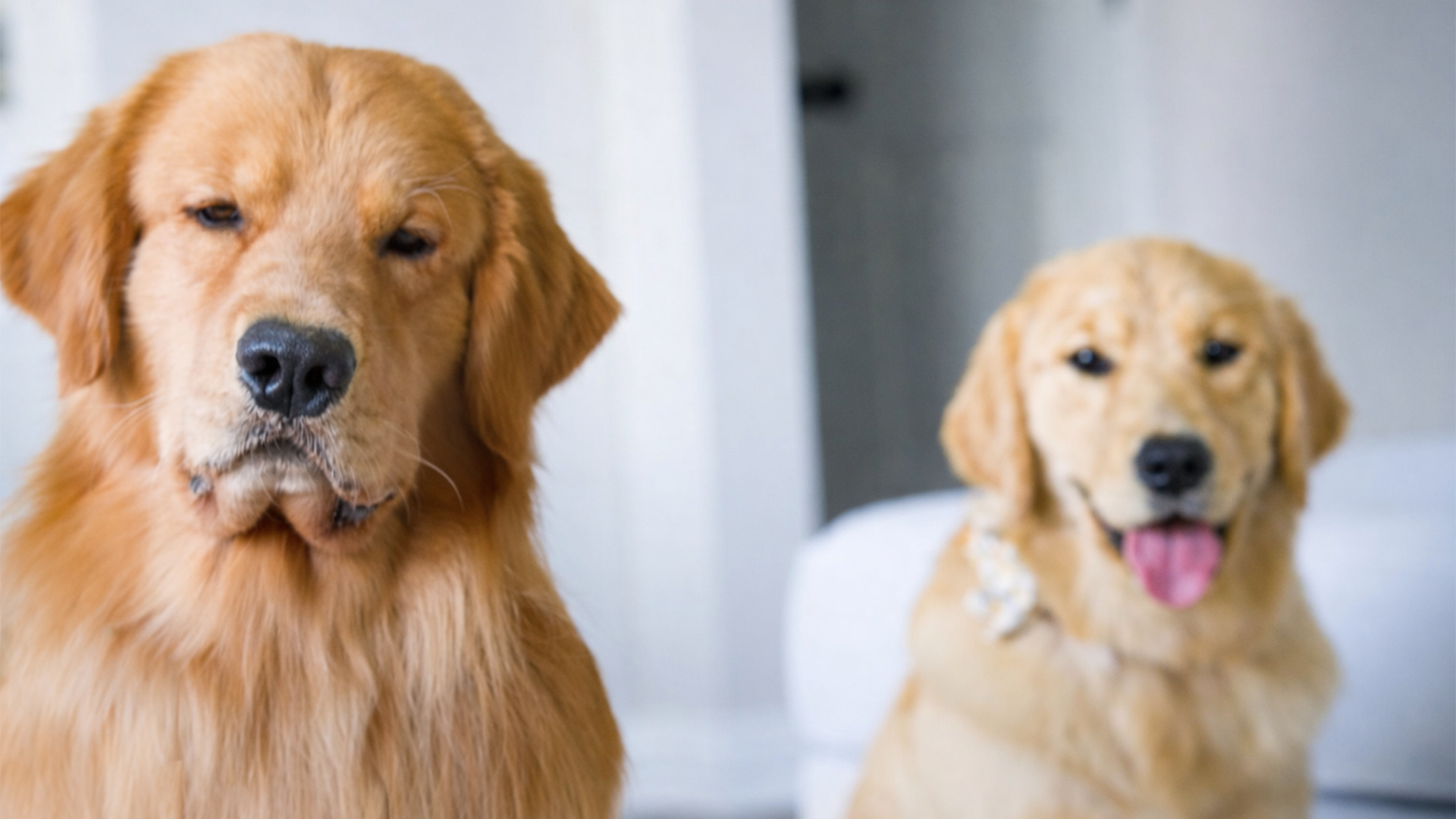 Golden retriever hires a trainer