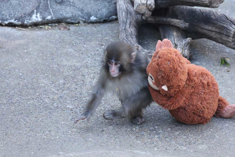 Punch the monkey has just learned this adorable trick - and people can ...