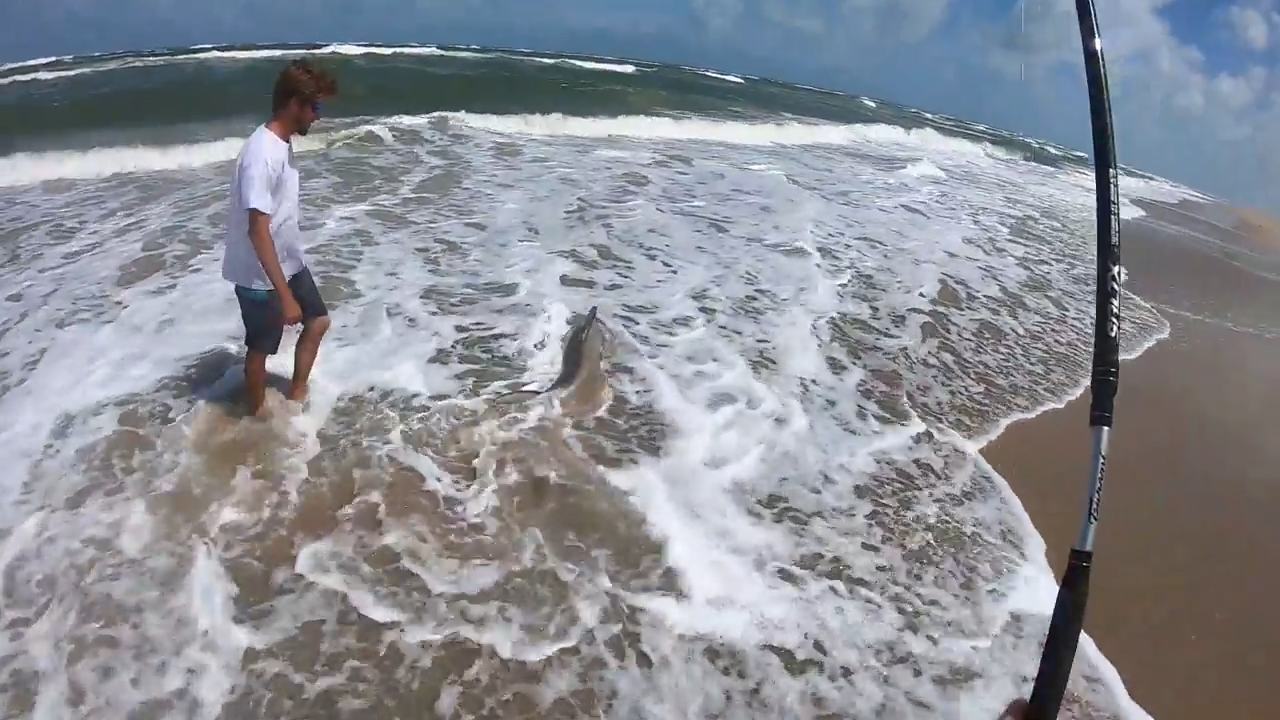Shark encounter on the beach