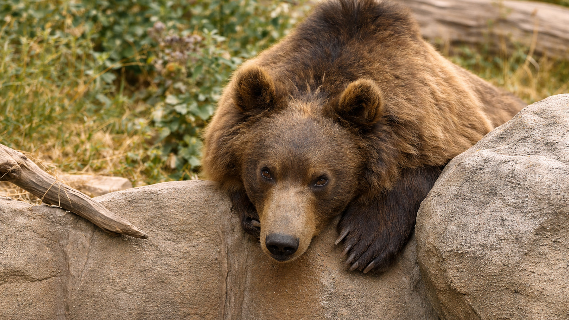 Cet ours avait l’air épuisé en me voyant