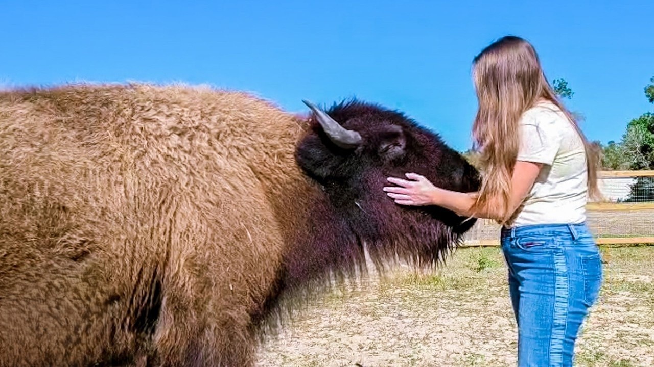 1,000-pound bison still thinks he’s a baby - and races to his human mom
