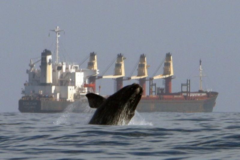 NOAA plans to roll back protections for endangered right whales