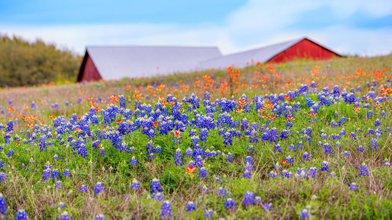 5 scenic Texas road trips for breathtaking spring wildflower displays