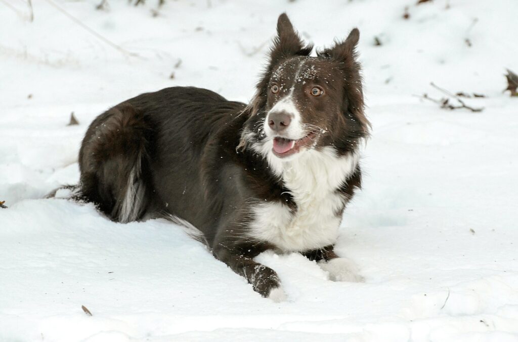 Top 15 dog breeds prone to anxiety
