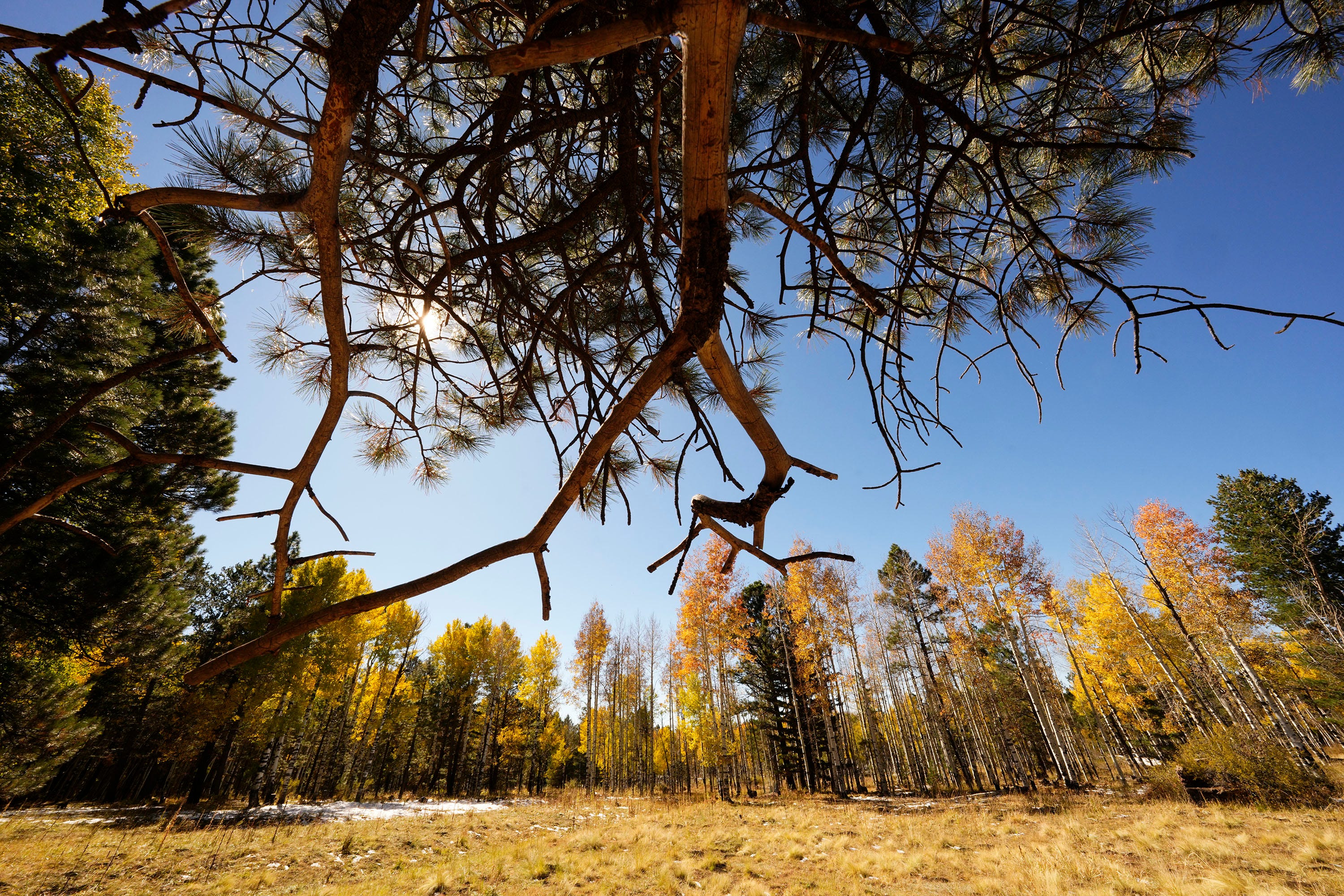 APS turns power back on in northern Arizona after wildfire risk