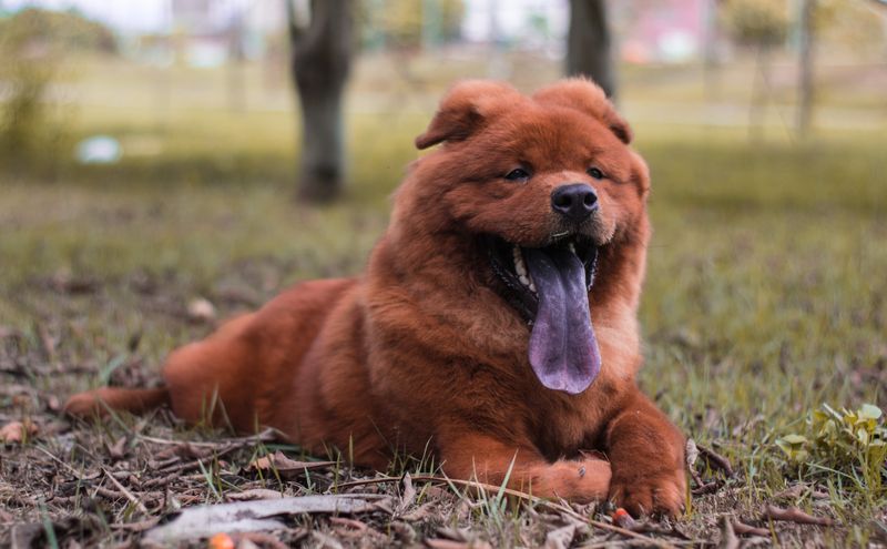 16 dog breeds that don't show affection loudly but never stop loving you