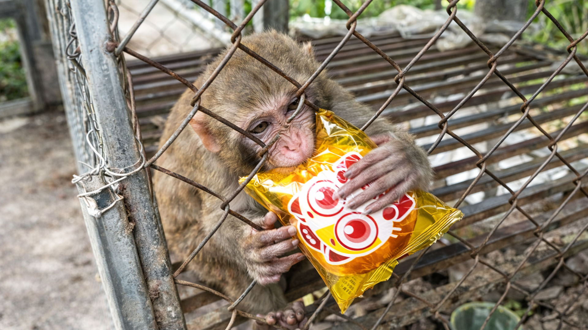 Monkey smiles after getting bread