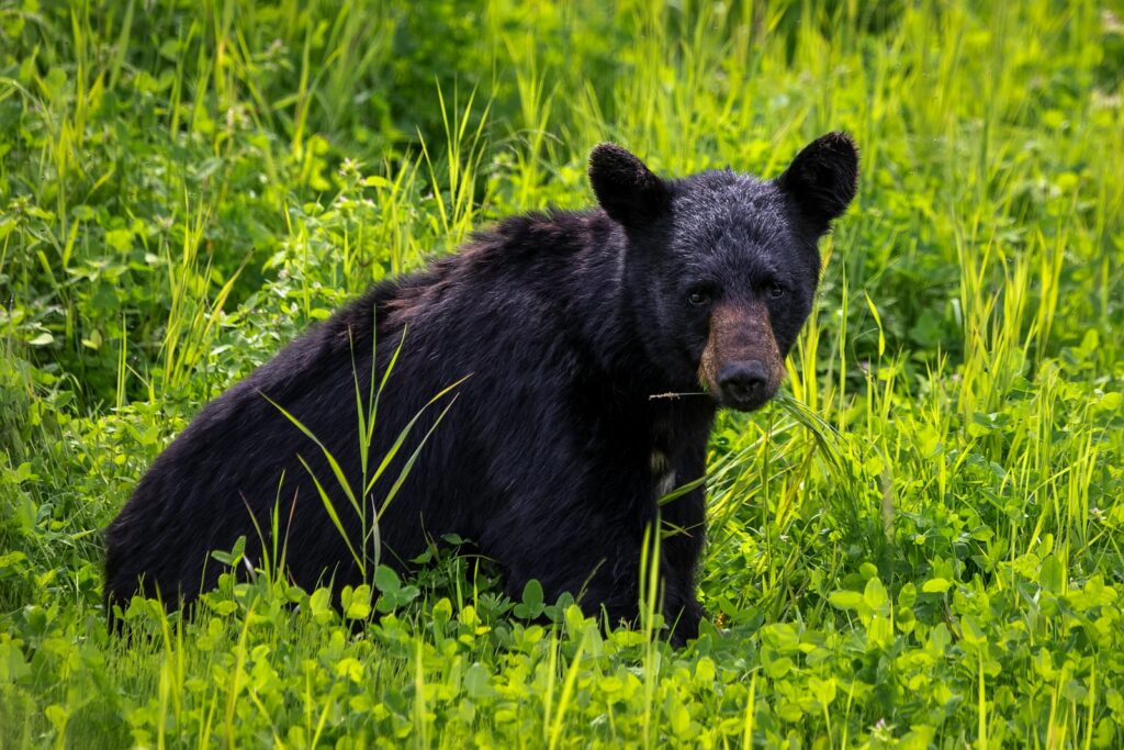 15 things you should know before hiking around wildlife