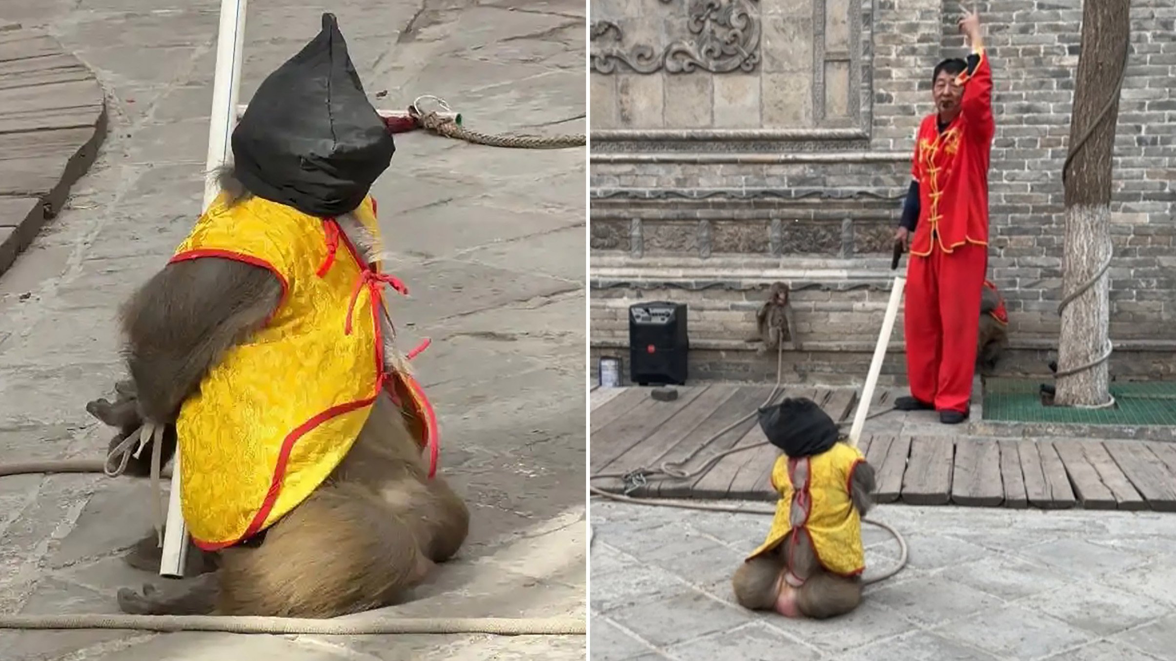 Monkey 'tied with rope around neck' in live 'execution' performance