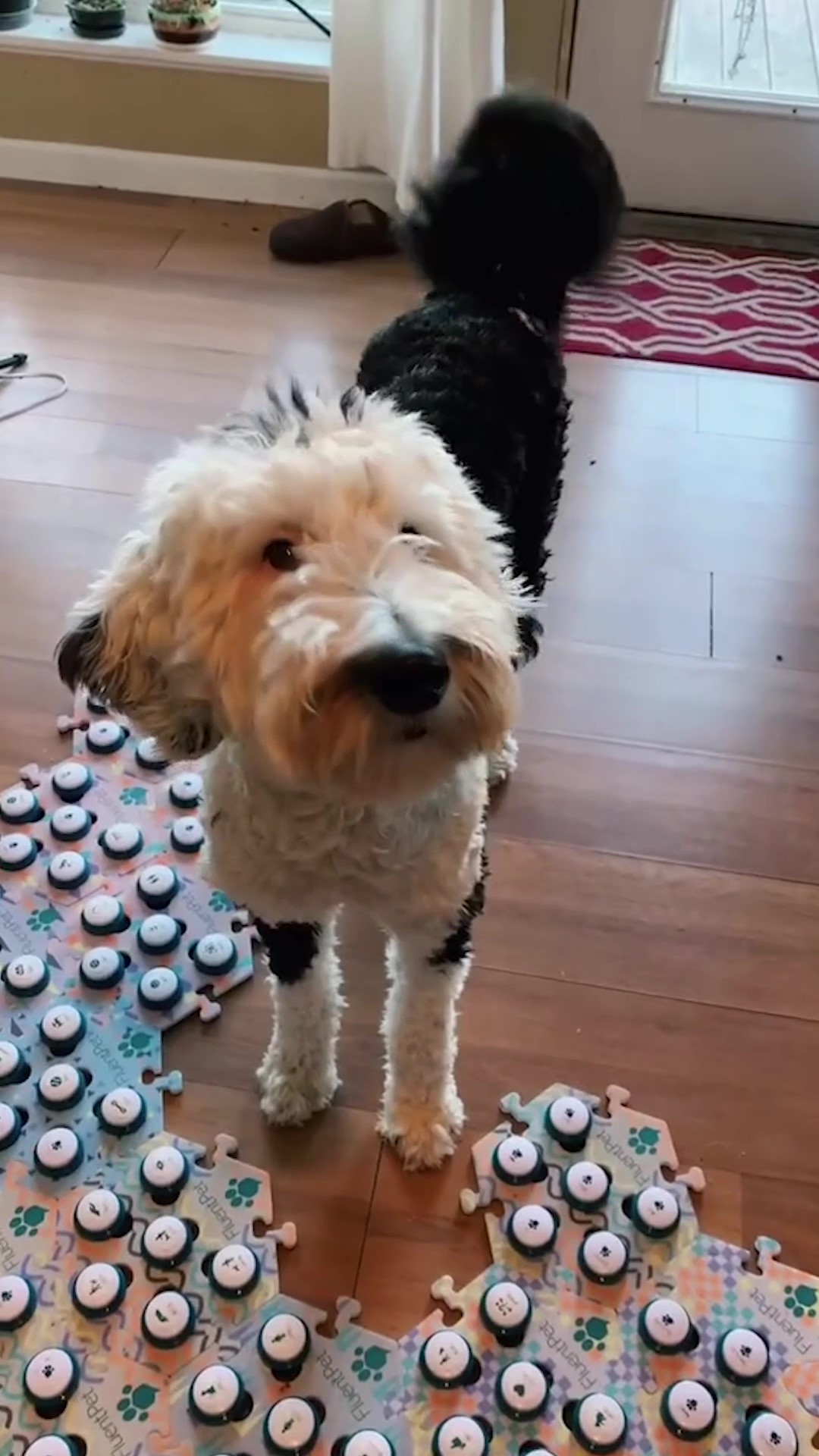 My talking dog is very curious