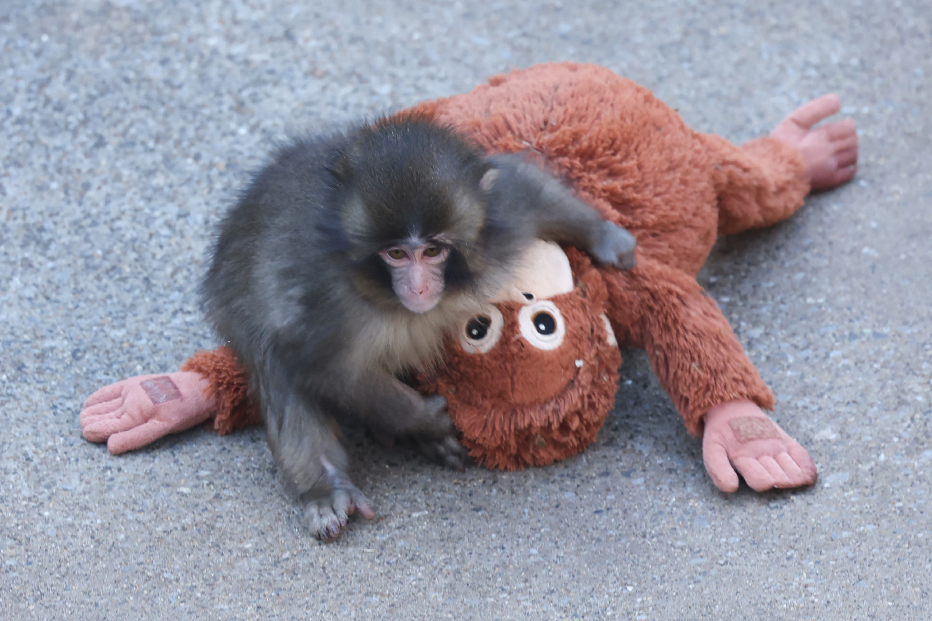 Punch the monkey hits major milestone—but what does it really mean?
