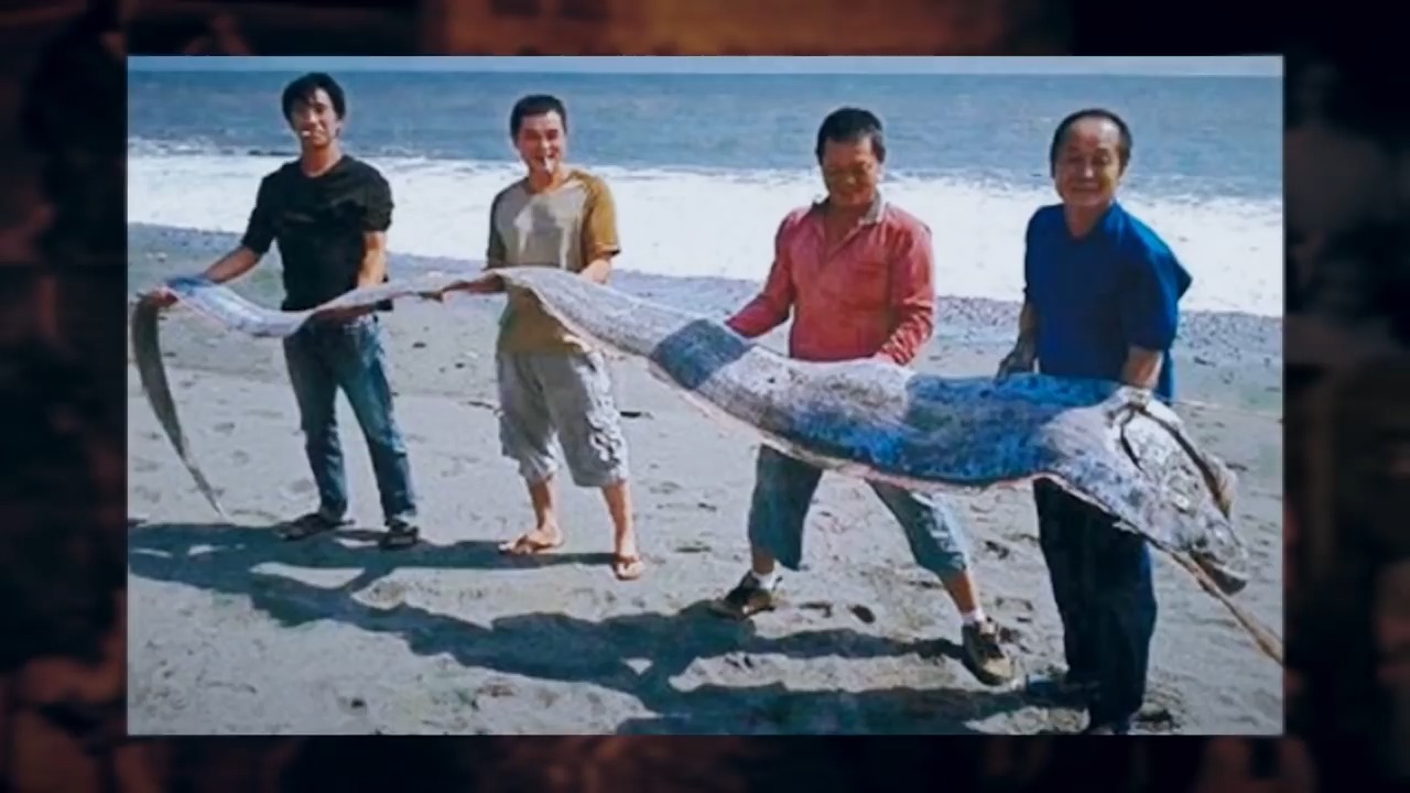 Locals found it washed ashore - a sea monster with a red fin like fire