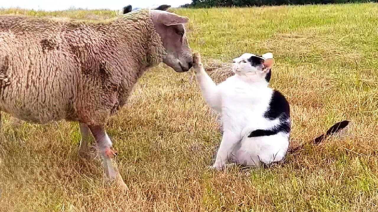 Stray cat joins a flock of sheep - and becomes their protector