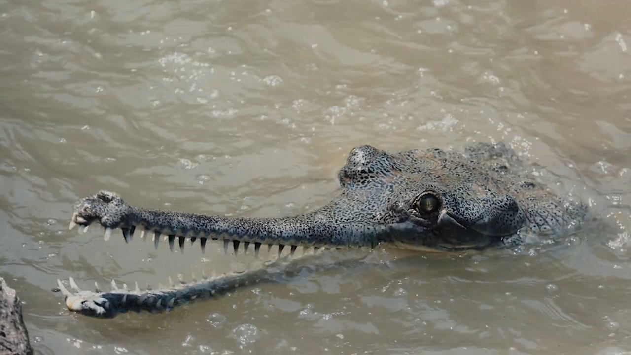 Watch what happens when a rare crocodile takes over the river