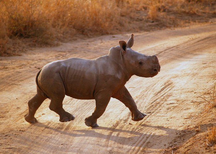 The cutest baby animals you'll see all day