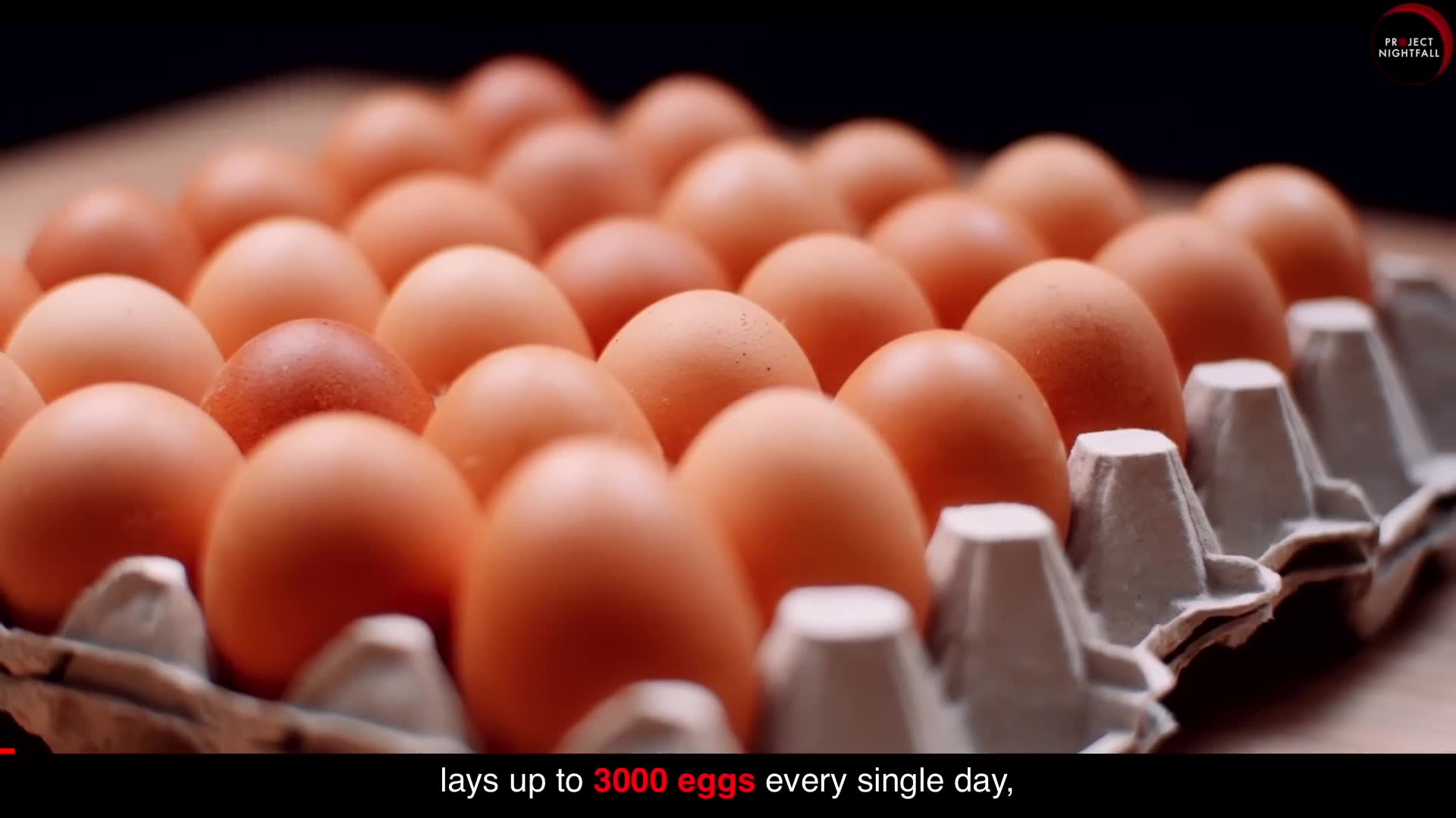 Why one tiny creature is so critical to the planet's entire ecosystem ...