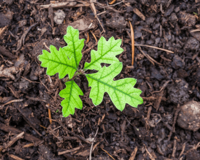 Garten: Wer diesen Baum pflanzt, kann ein kleines Vermögen verdienen