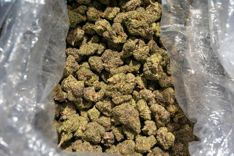 These Michigan cities received the highest marijuana tax payouts, and 4 ...