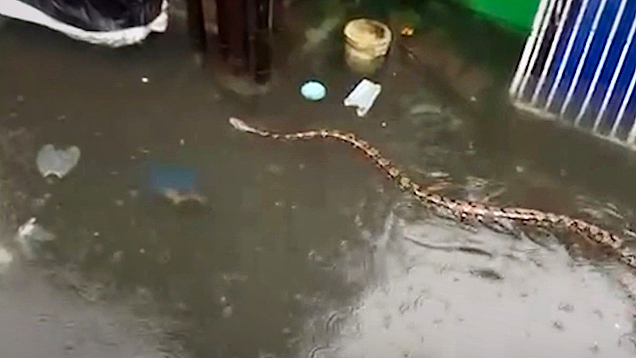 Huge python swims through flooded Bali street