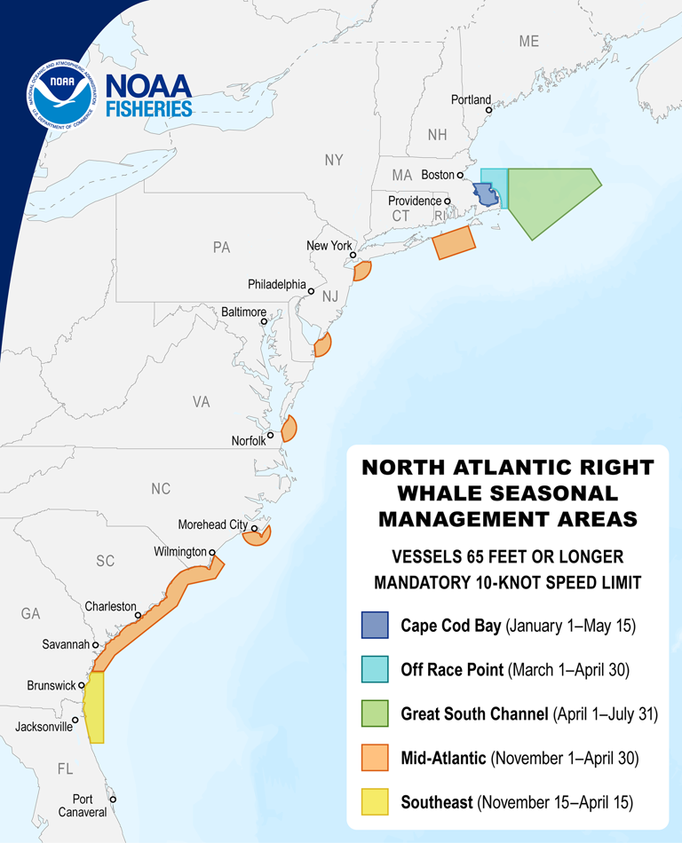 NOAA plans to roll back protections for endangered right whales