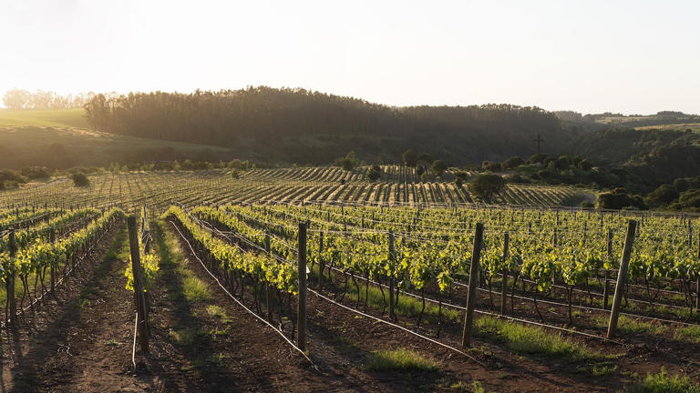 A menos de tres horas de Santiago hay un valle con viñedos que en otoño ...