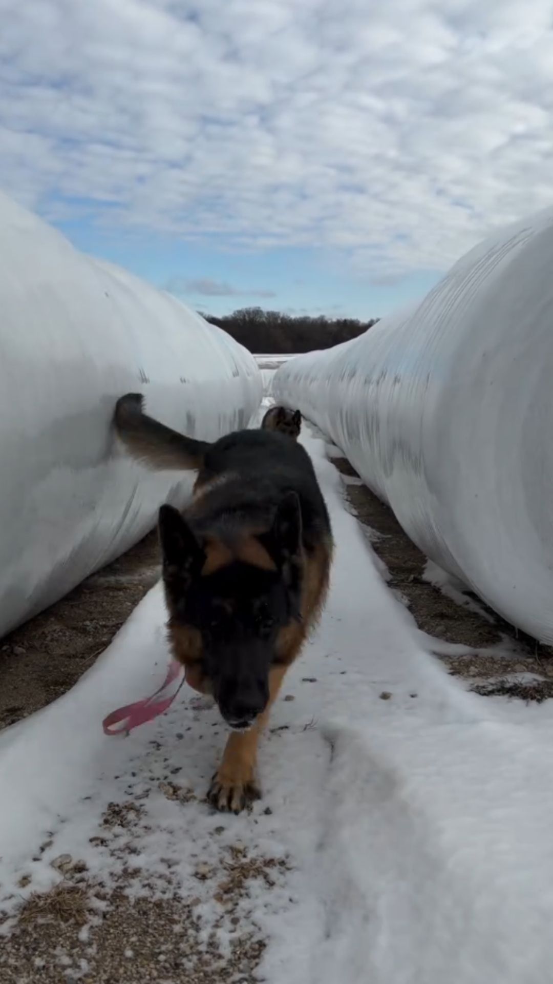A fun little adventure on today’s walk