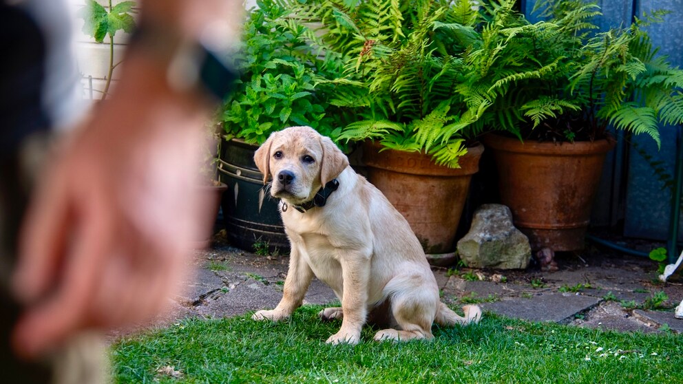 These 5 parenting mistakes turn well-behaved dogs into problem cases