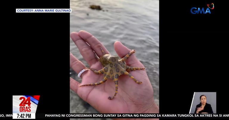 This small octopus in Bohol is actually venomous