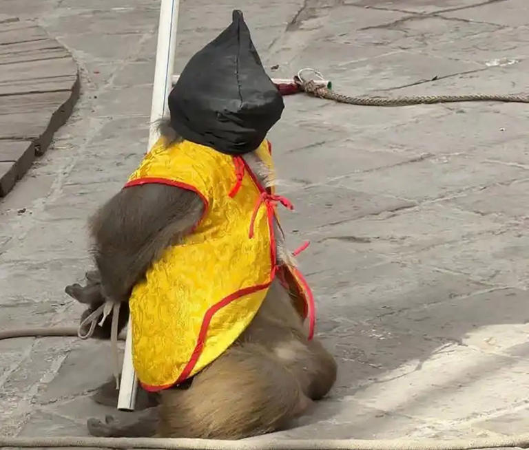 Monkey 'tied with rope around neck' in live 'execution' performance
