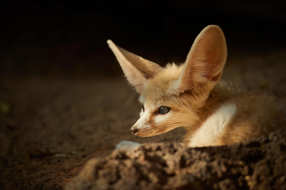 Photos of unique animals and creatures only found in Oz